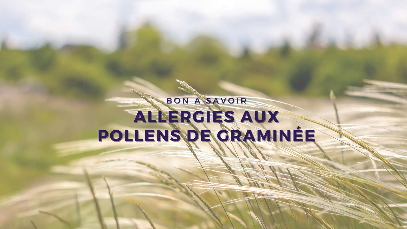 Pollens de graminées : ça va piquer fort ! - LivePollen